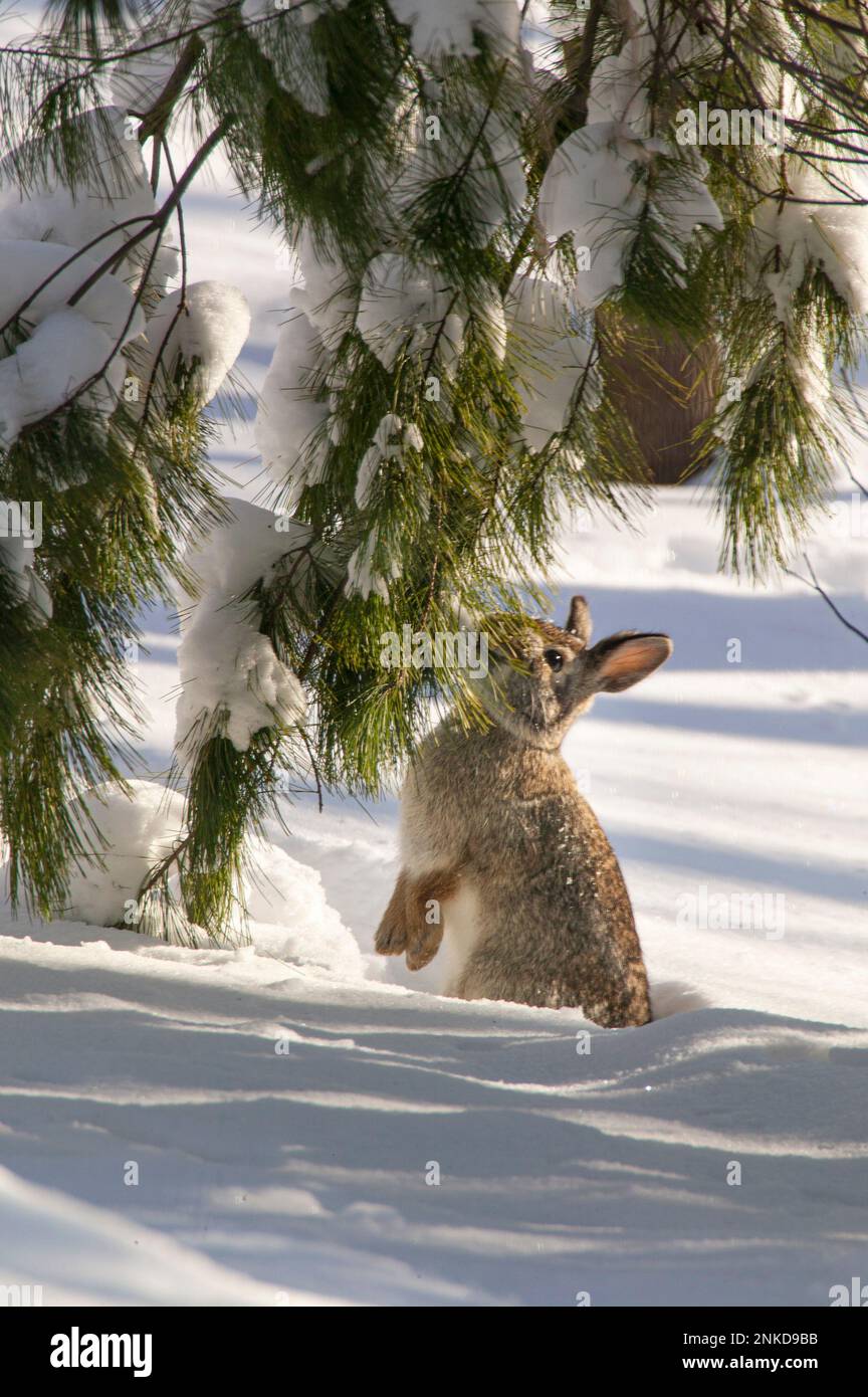 0022nmam hi-res stock photography and images - Alamy