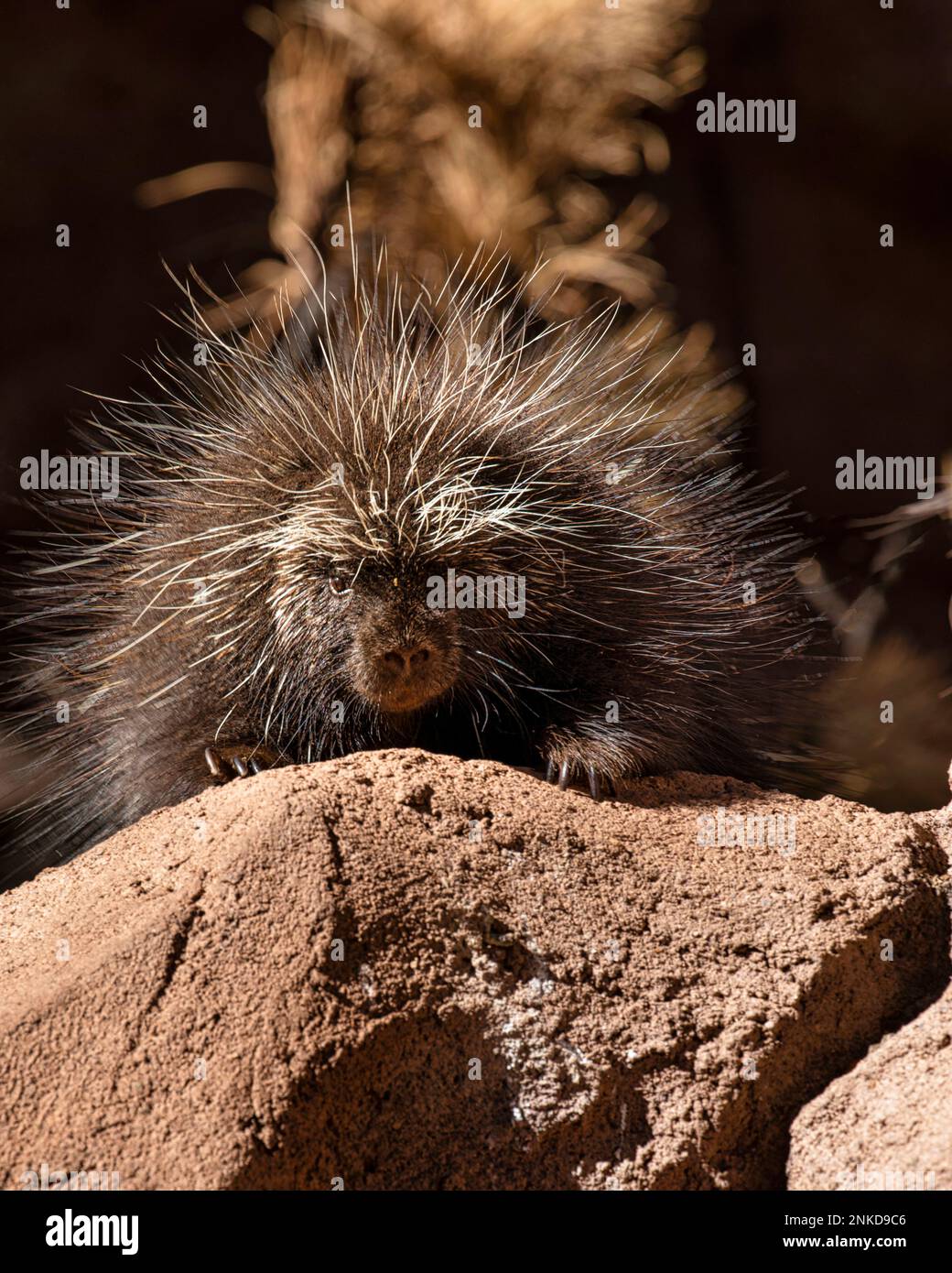 Porcupine sharp needles hi-res stock photography and images - Alamy