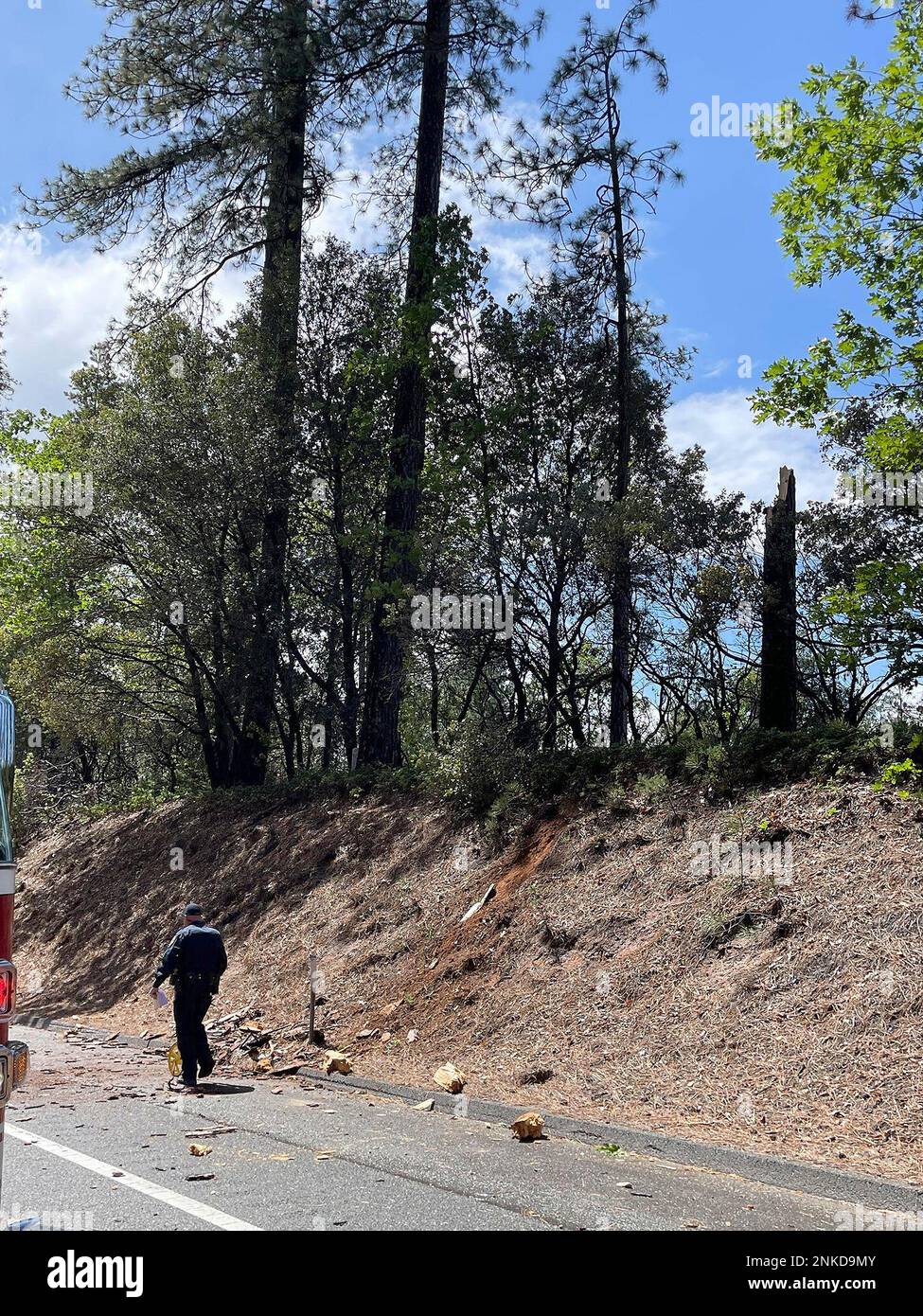 A California Highway Patrol officer denotes where a large conifer tree ...