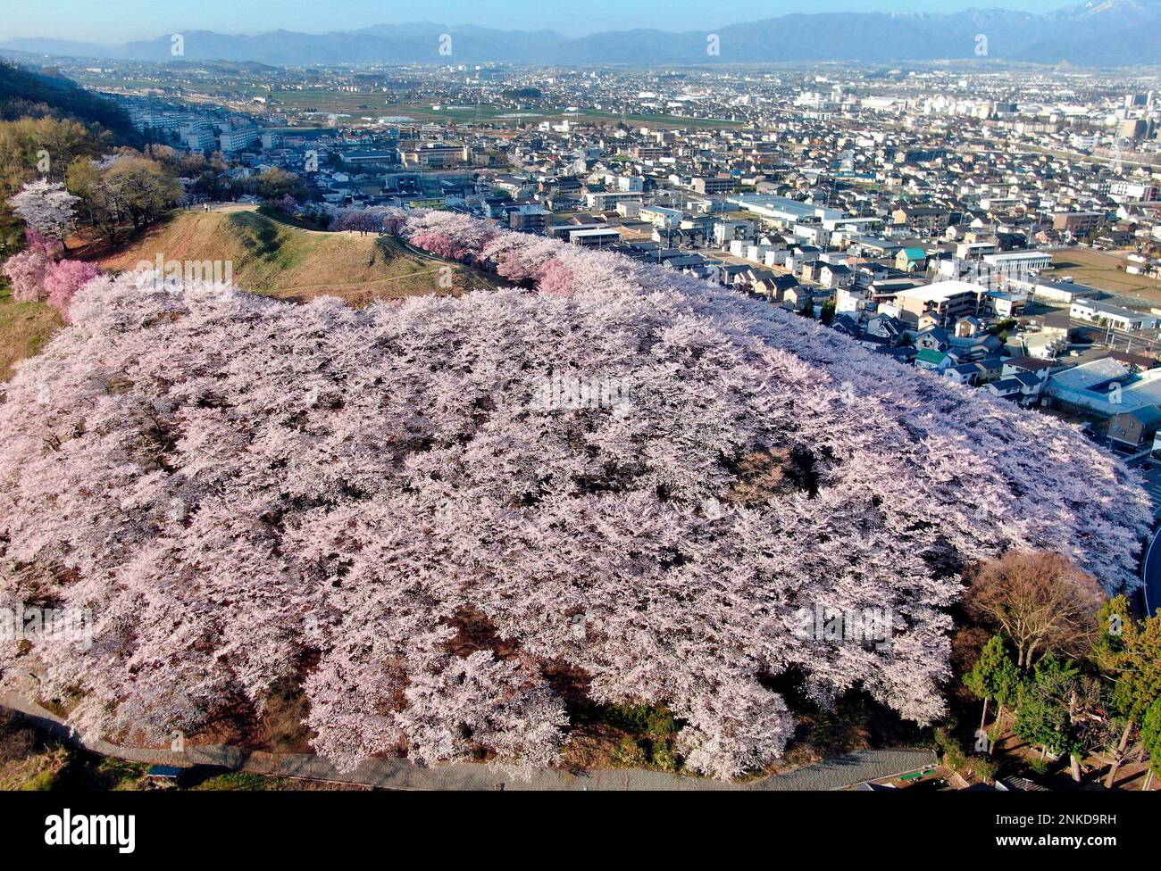 Cherry blossoms around Mt. Kobo Tomb are in full bloom in Matsumoto ...