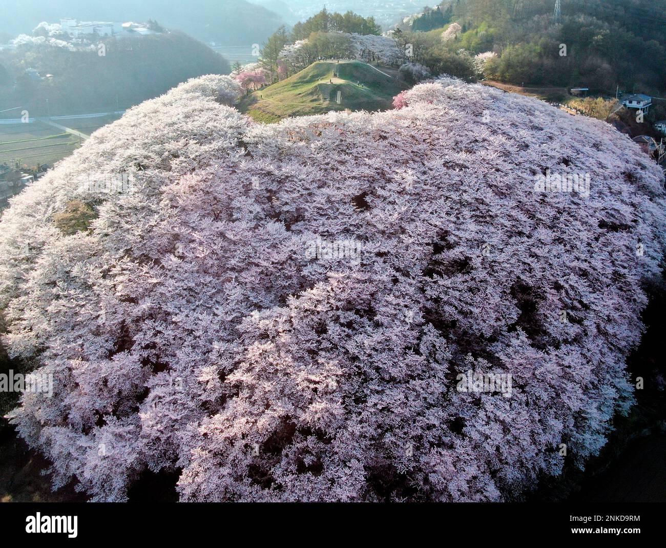 Cherry blossoms around Mt. Kobo Tomb are in full bloom in Matsumoto ...