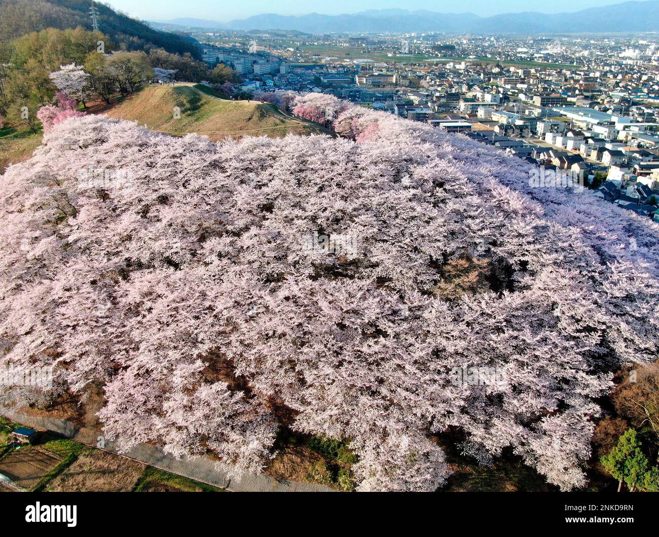 Cherry blossoms around Mt. Kobo Tomb are in full bloom in Matsumoto ...