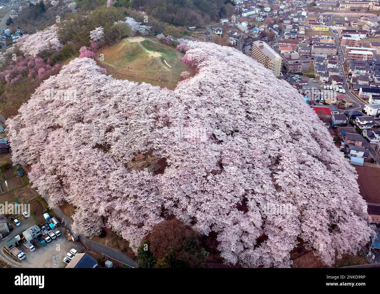 Cherry blossoms around Mt. Kobo Tomb are in full bloom in Matsumoto ...