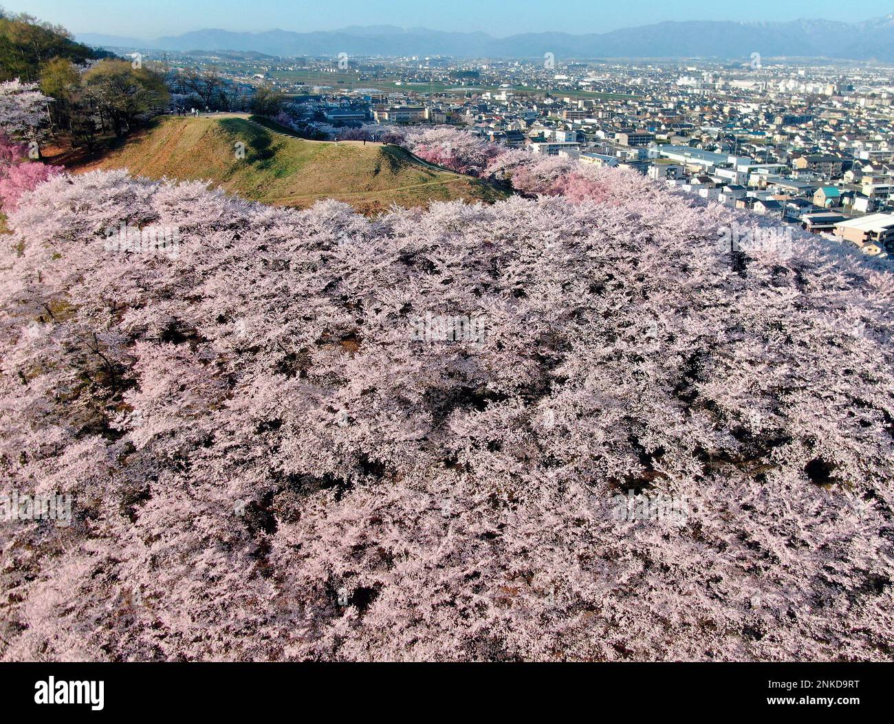 Cherry blossoms around Mt. Kobo Tomb are in full bloom in Matsumoto ...