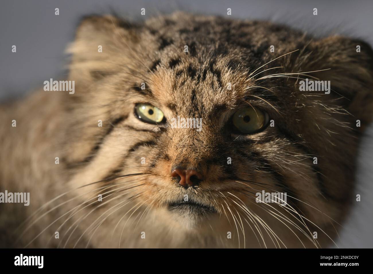A male Pallas's Cat is pictured at Nasu Animal Kingdom in Nasu Town ...