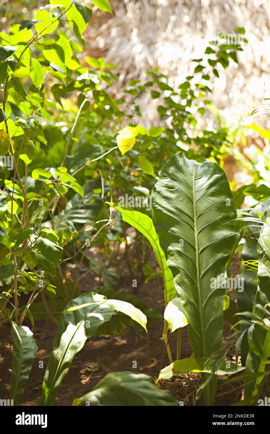 Detail of garden greenery Stock Photo - Alamy