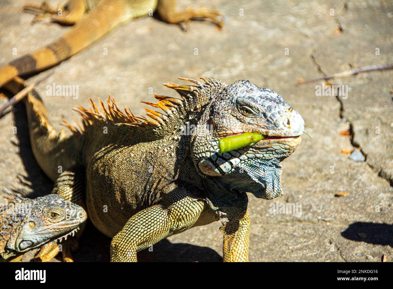 An Iguana at Arches Marine Park, Roatan, Honduras Stock Photo - Alamy