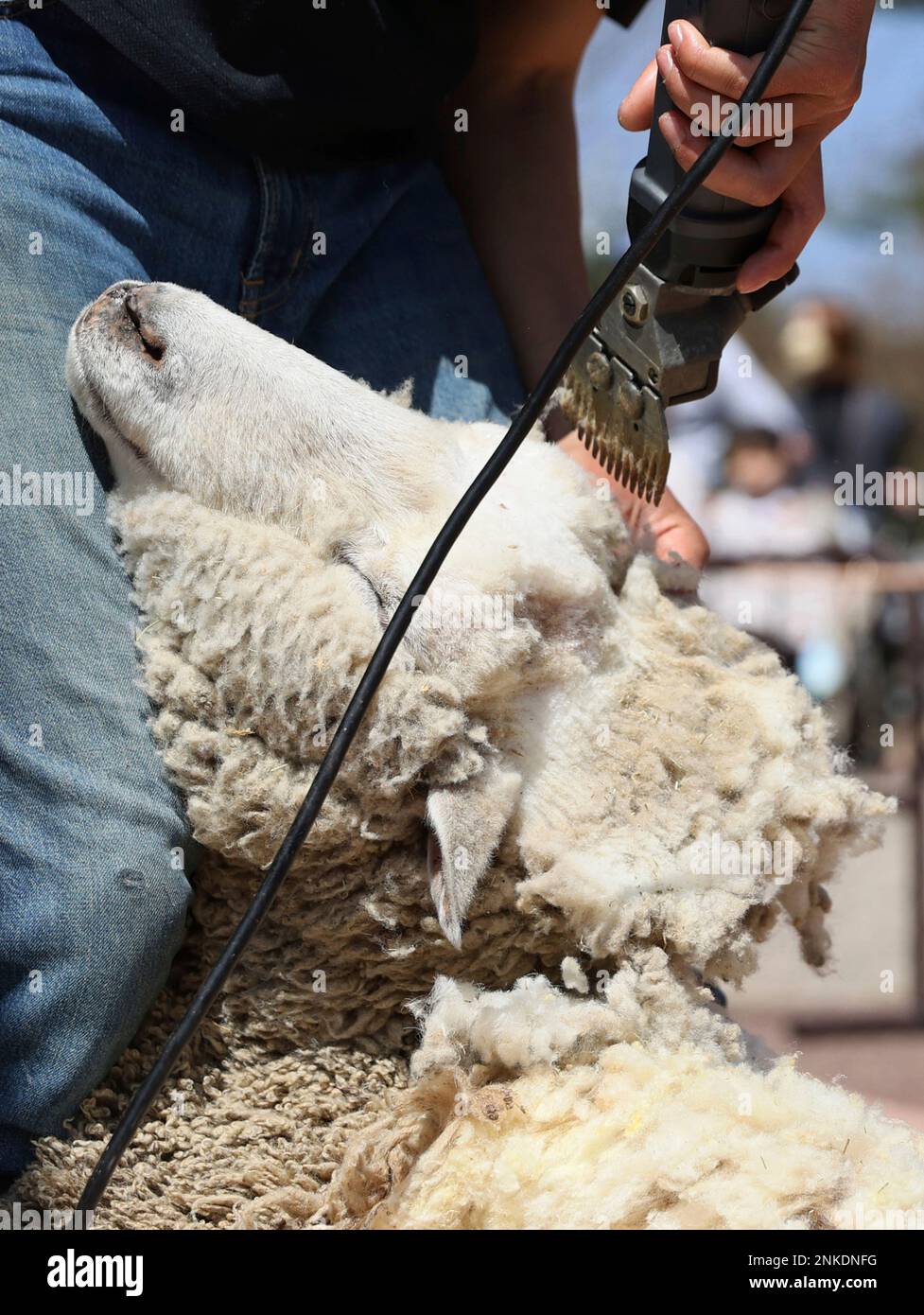 Sheep are cut prior to upcoming hot summer at Rokkosan Bokujo in Kobe ...