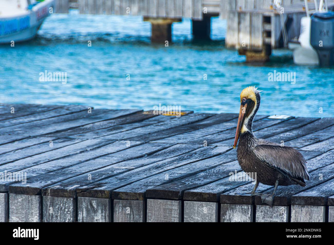 A stork on a wood pier, Cozumel, Mexico Stock Photo - Alamy
