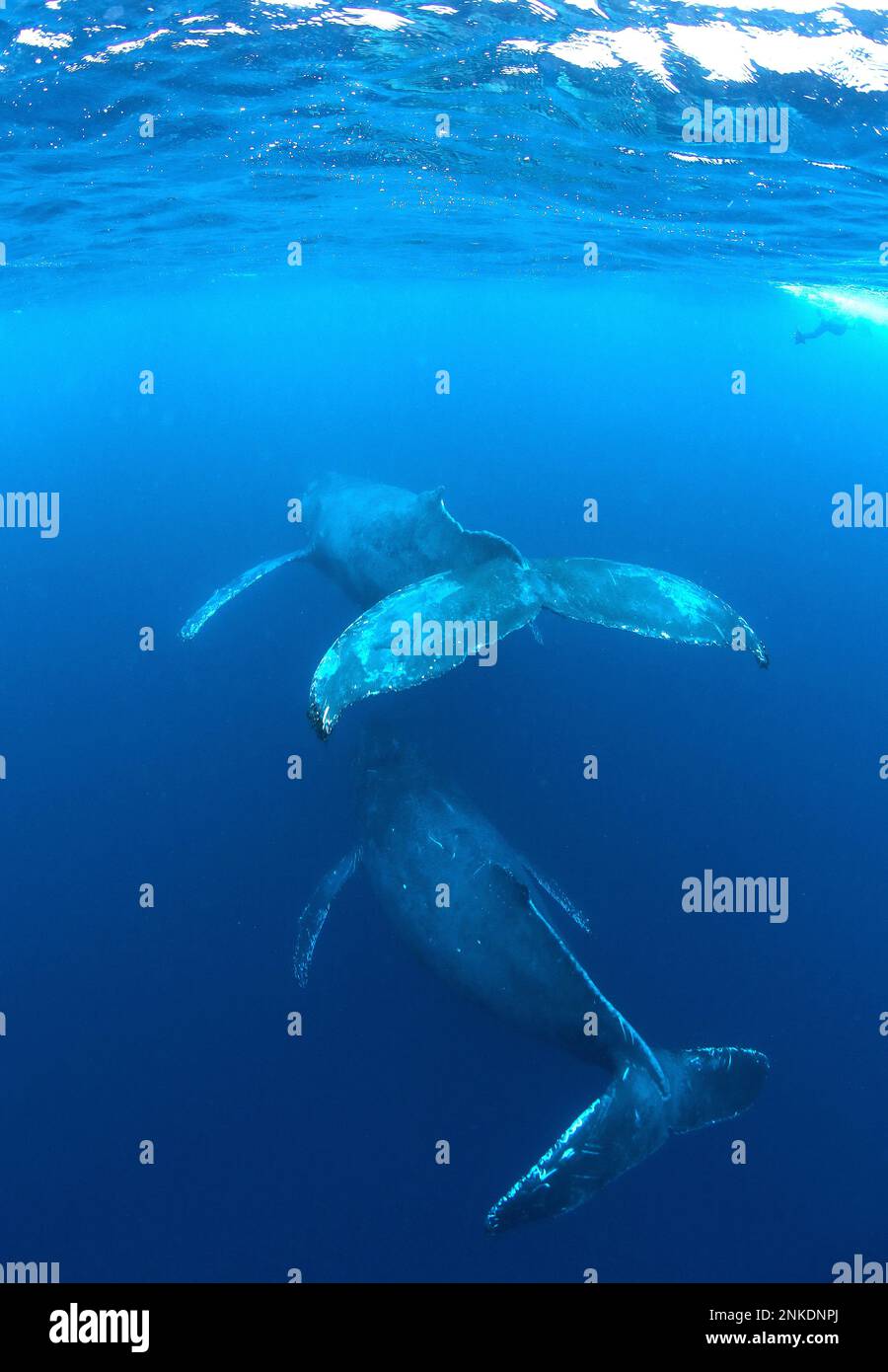 A mother and a child humpback whale are pictured arround Amami Oshima ...