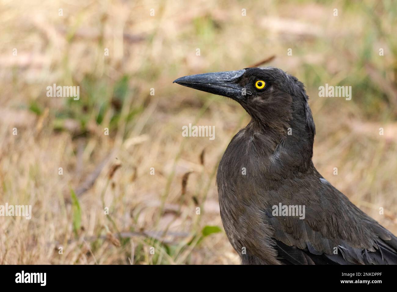 Majestic Grey Currawong Portrait - Wildlife Photography Stock Photo - Alamy