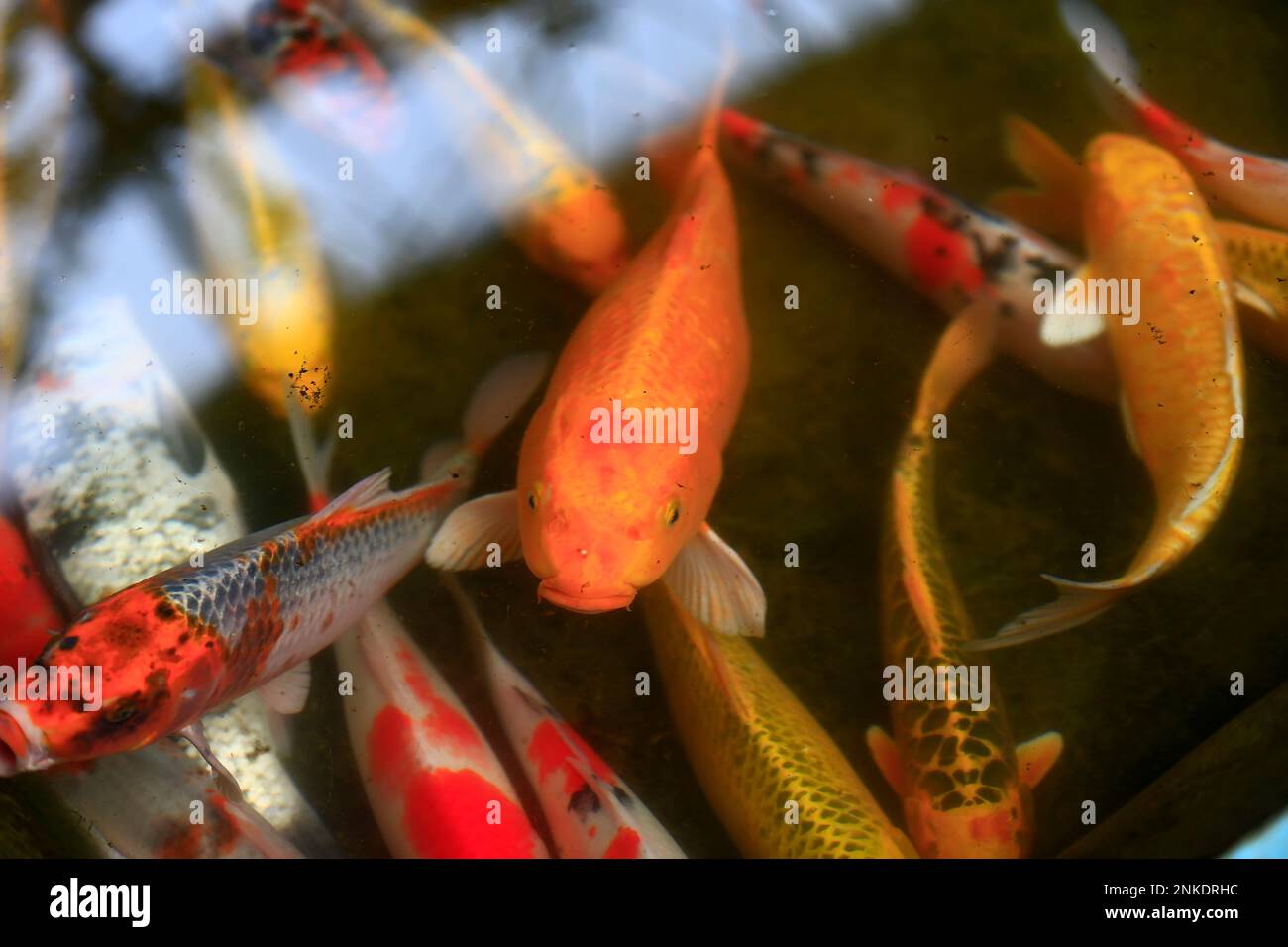 Goldfish in the pond Stock Photo - Alamy