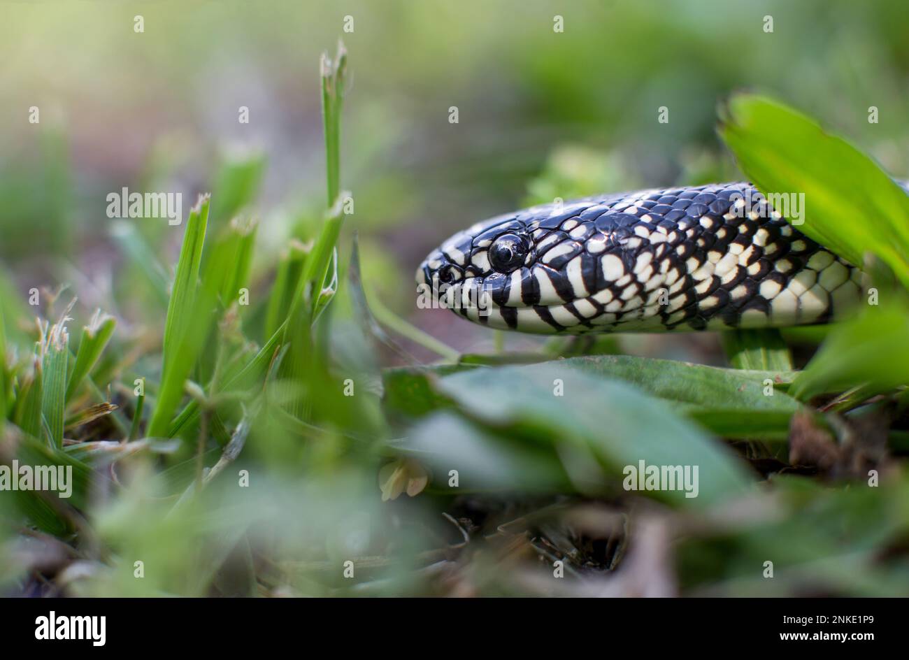 Snake in grass hi-res stock photography and images - Alamy