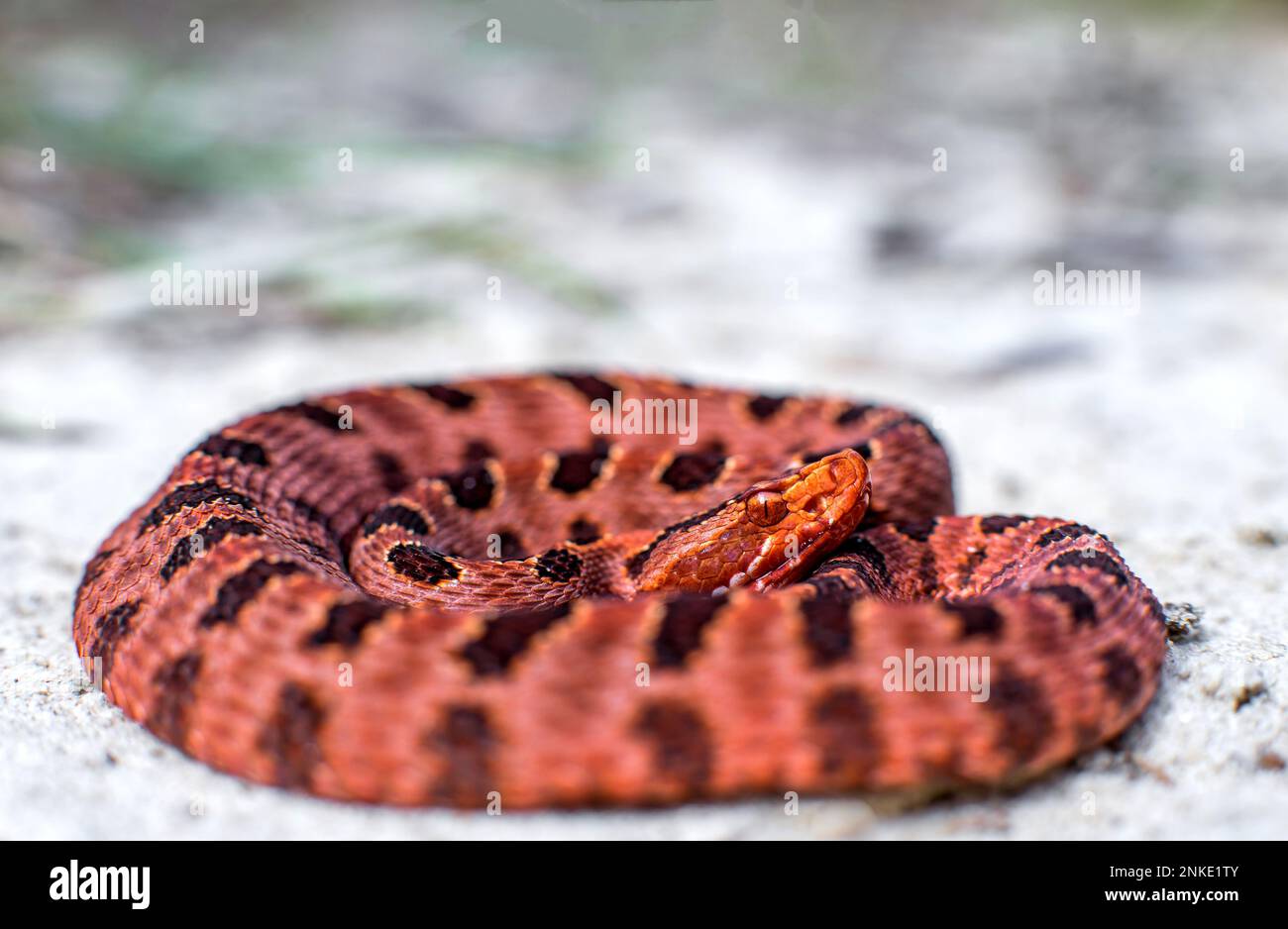 Pygmy rattlesnake hi-res stock photography and images - Alamy