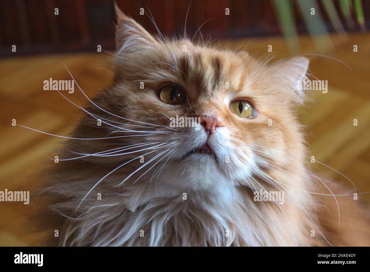 Fluffy gray cute kitty hi-res stock photography and images - Alamy