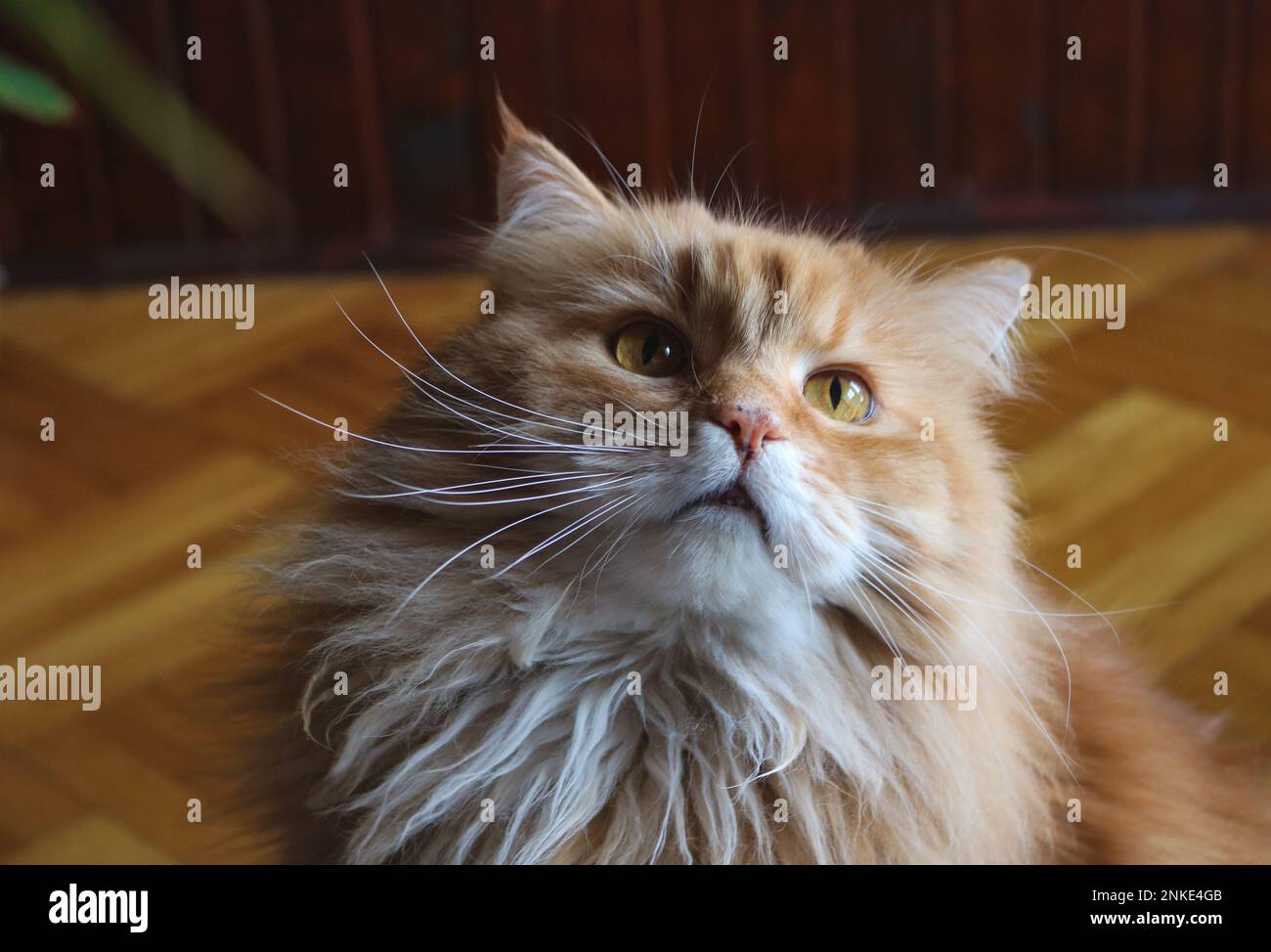 Cute fluffy cat Stock Photo - Alamy