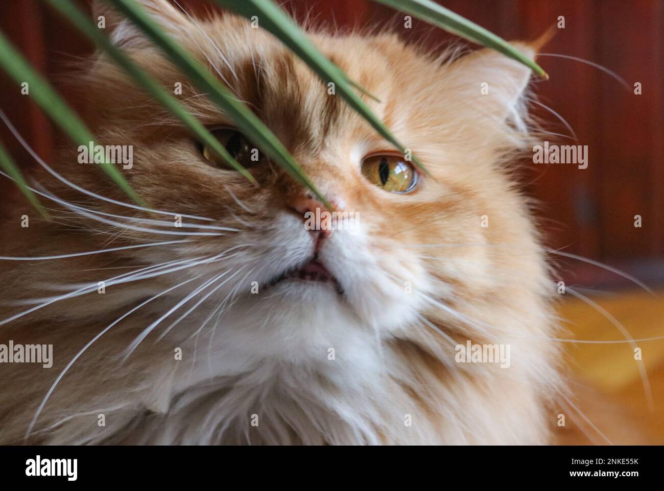 Cute fluffy cat Stock Photo - Alamy