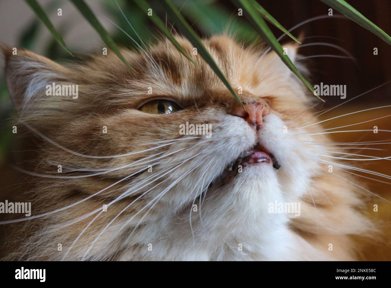 Cute fluffy cat Stock Photo - Alamy