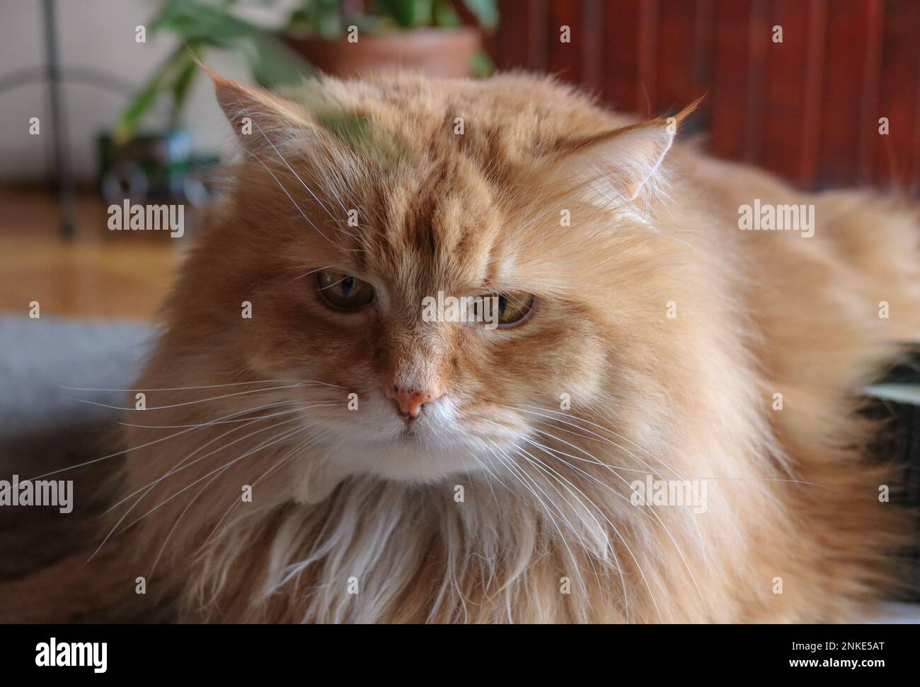 Cute fluffy cat Stock Photo - Alamy