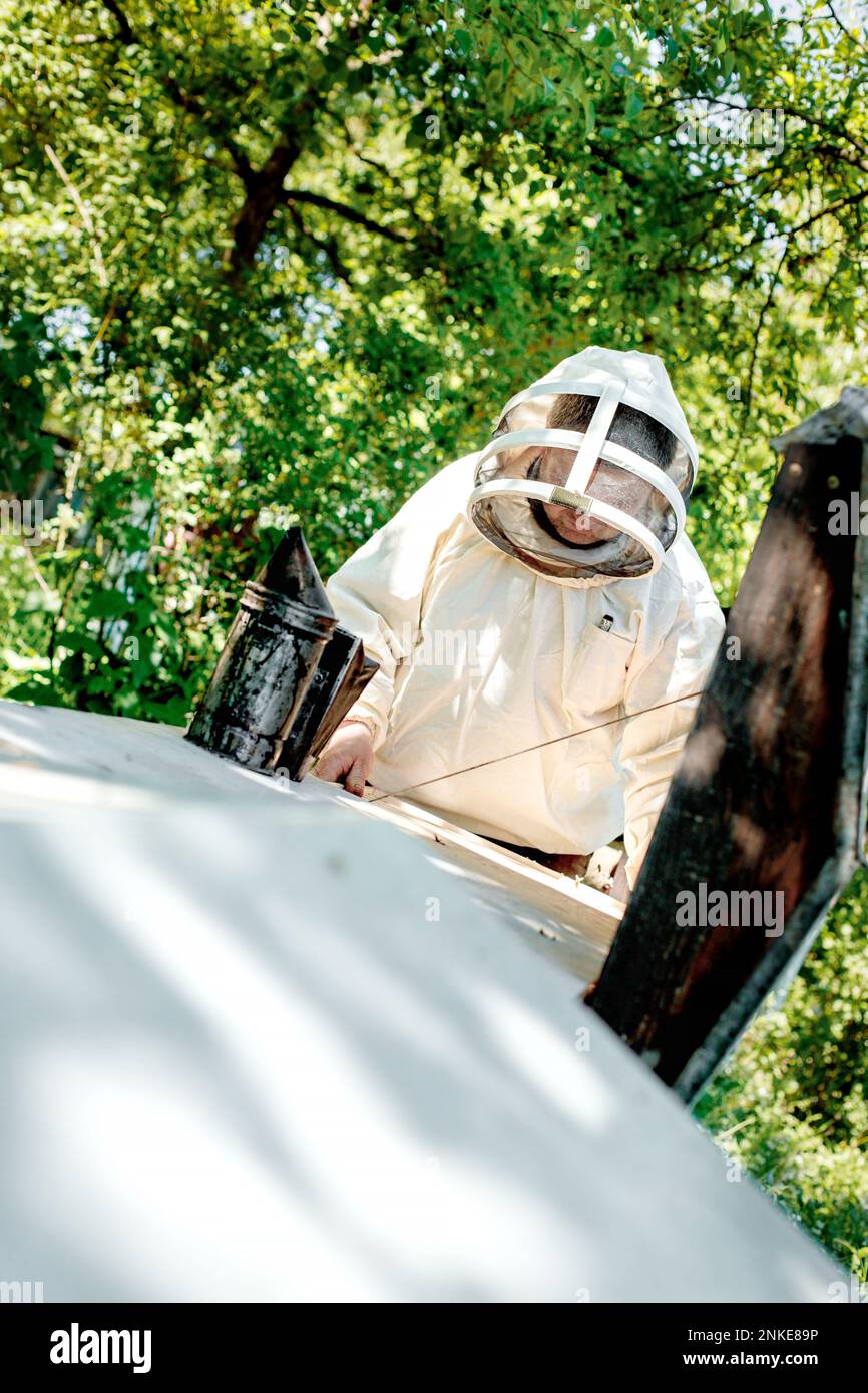 Beekeeper in a protective suit works with honeycombs in an apiary ...
