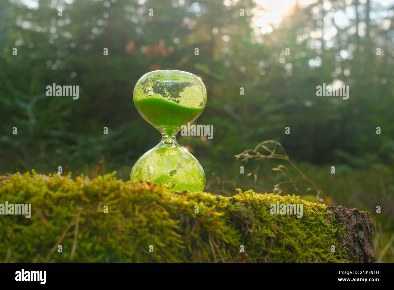 tree growth time.hourglass on a mossy stump in the sun . Forest renewal ...