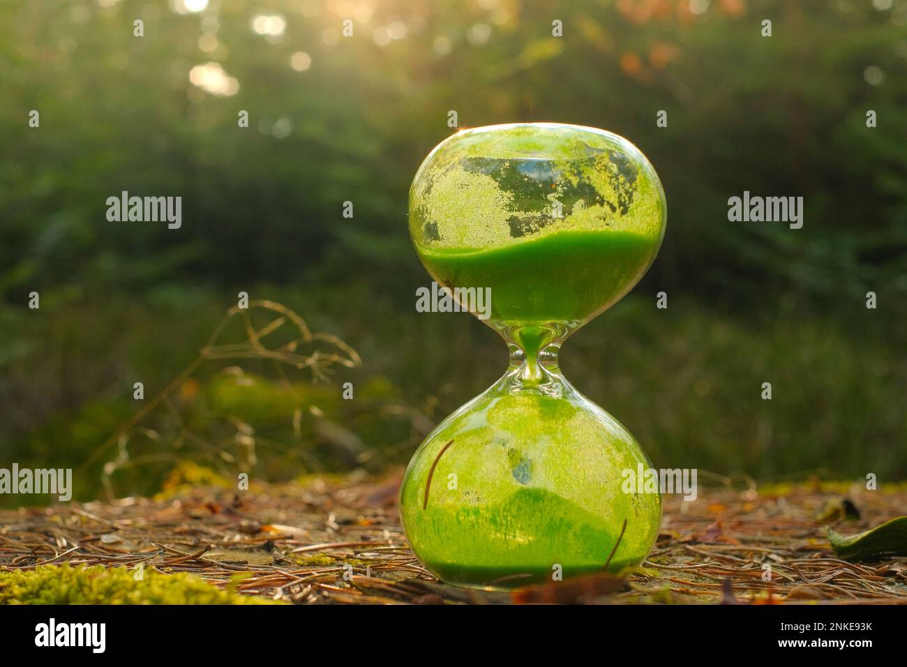Forest growth time.Growing new trees.hourglass on a mossy stump in the ...