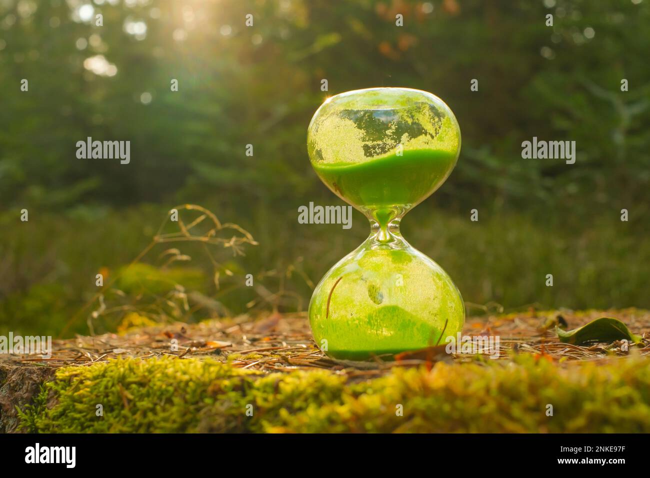 tree growth time.hourglass on a mossy stump in the sun in the forest ...