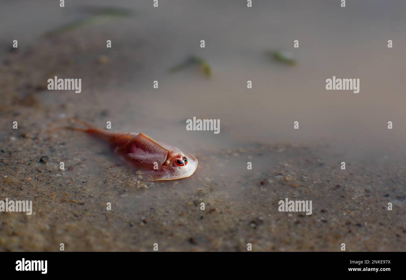 Triops hi-res stock photography and images - Alamy