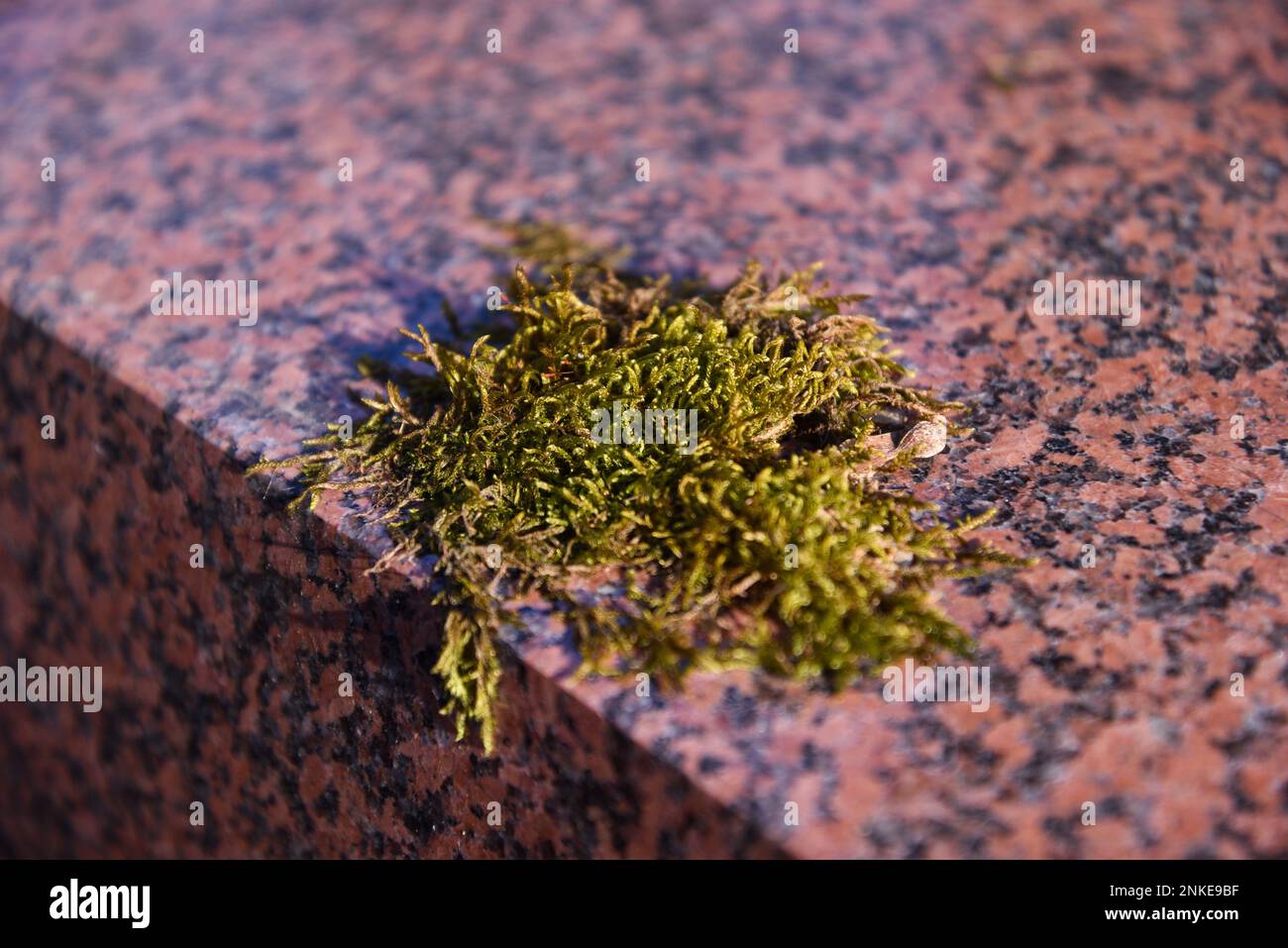 Moss Growing on Marble Grave at Père Lachaise Cemetery in Paris, France ...