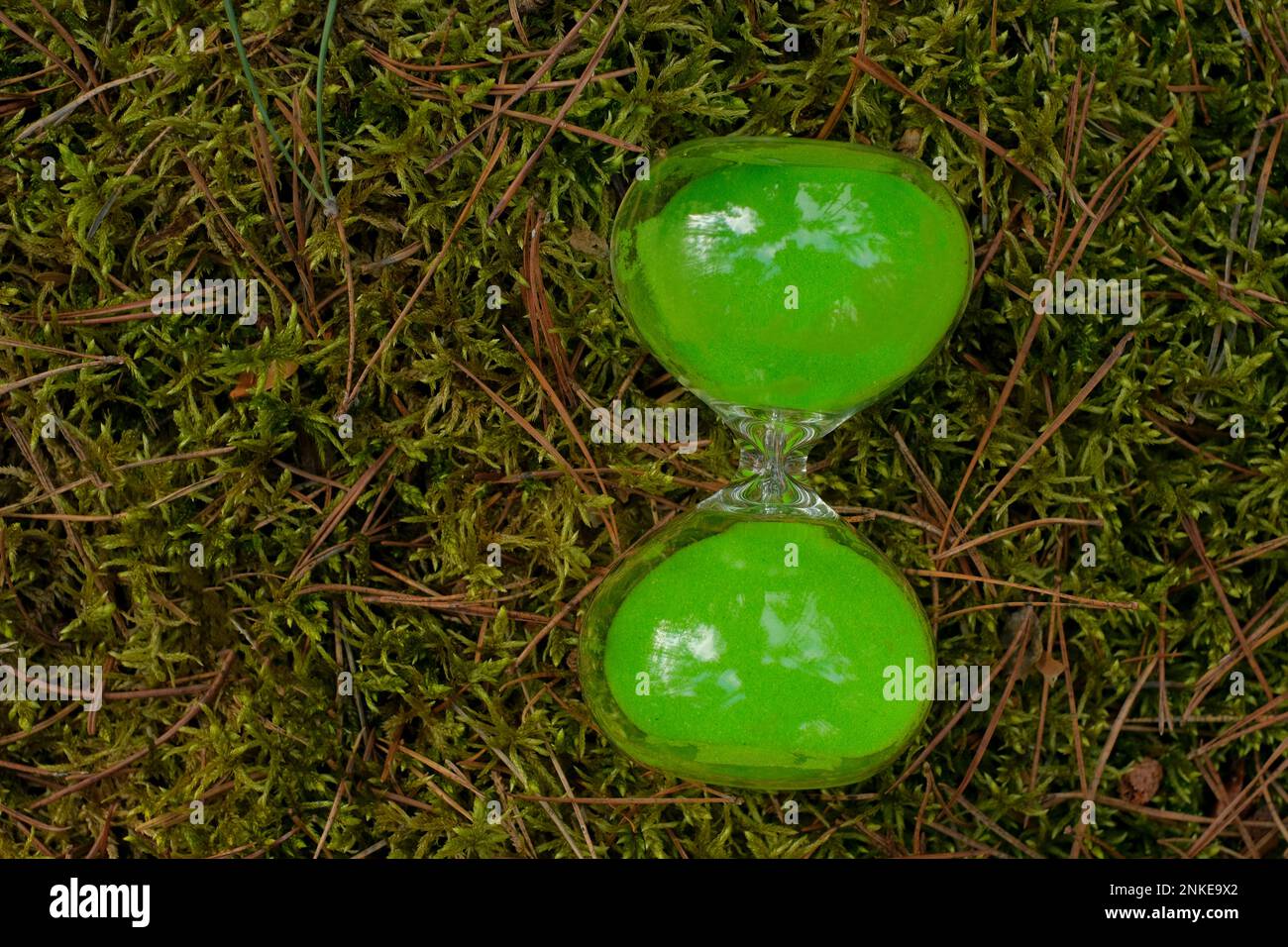 Forest growth time.Growing new trees.hourglass on a moss.Symbol of time ...