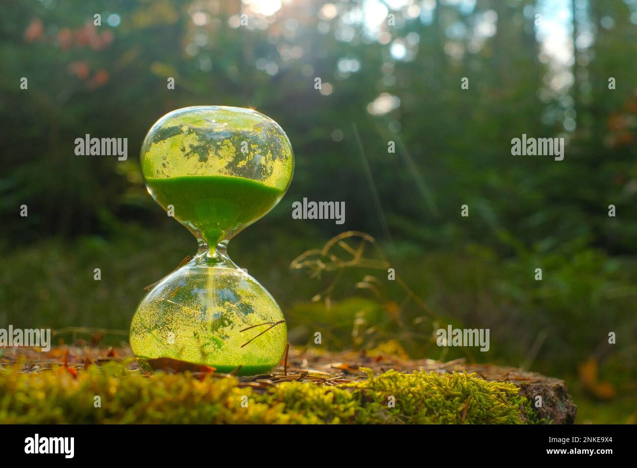 Growing new trees.hourglass on a mossy stump in the sun in the forest ...