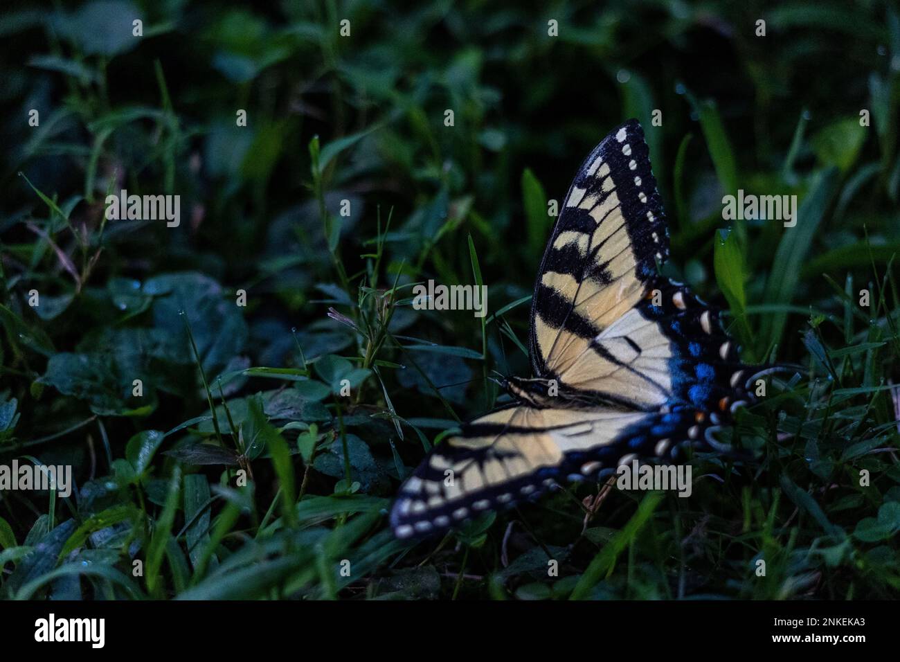Butterflies and other insects and animals form habitats around the ...
