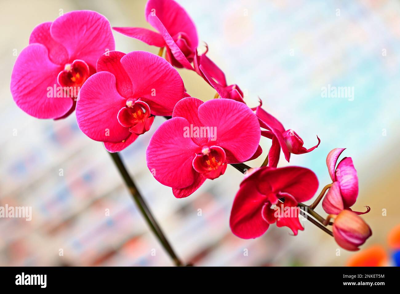 Beautiful orchids, butterfly orchid Stock Photo - Alamy