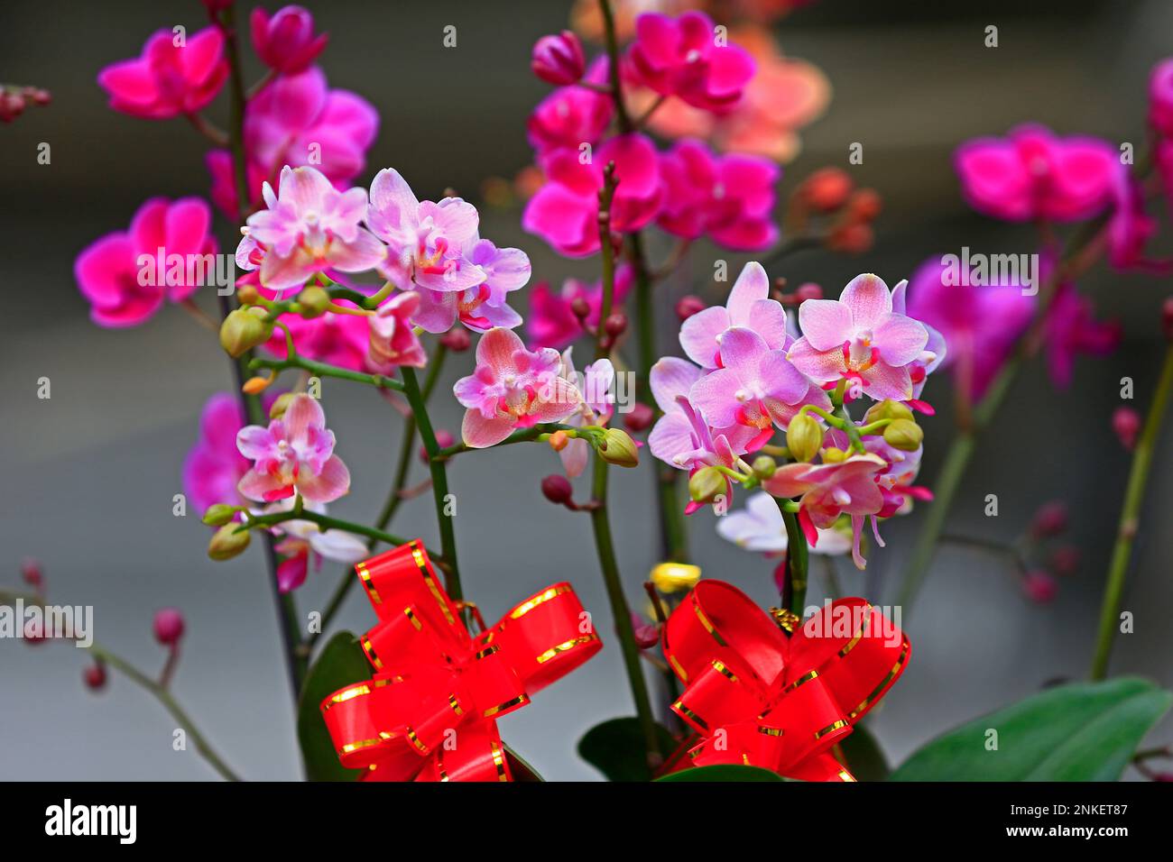 Beautiful orchids, butterfly orchid Stock Photo - Alamy