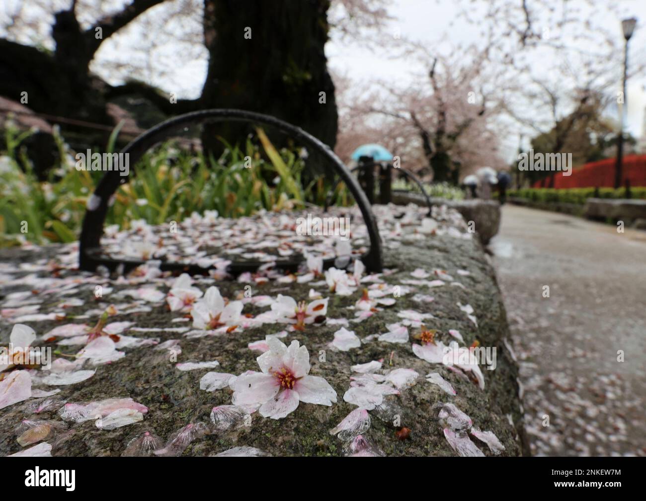 Cherry flowers petals are floating in a puddle of rain at ...