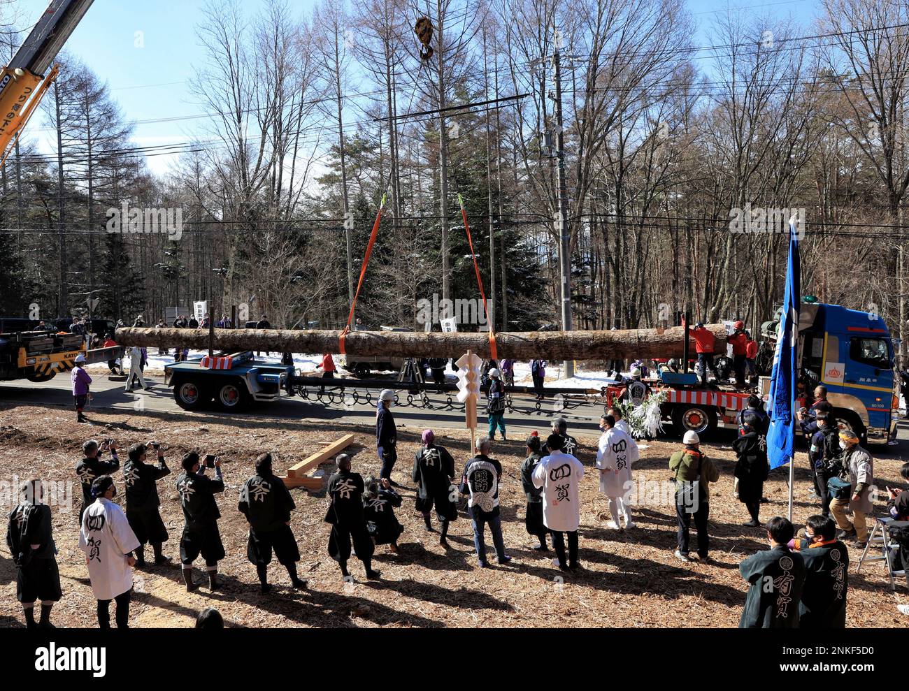 A huge tree is carried by a trailer truck for Onbashira Matsuri, also ...