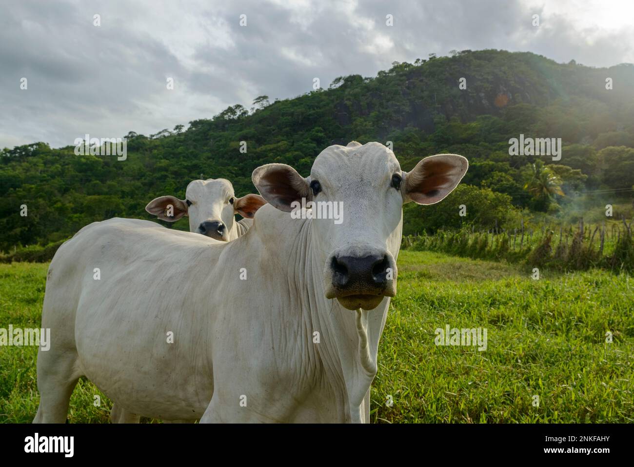 Nellore cattle hi-res stock photography and images - Alamy