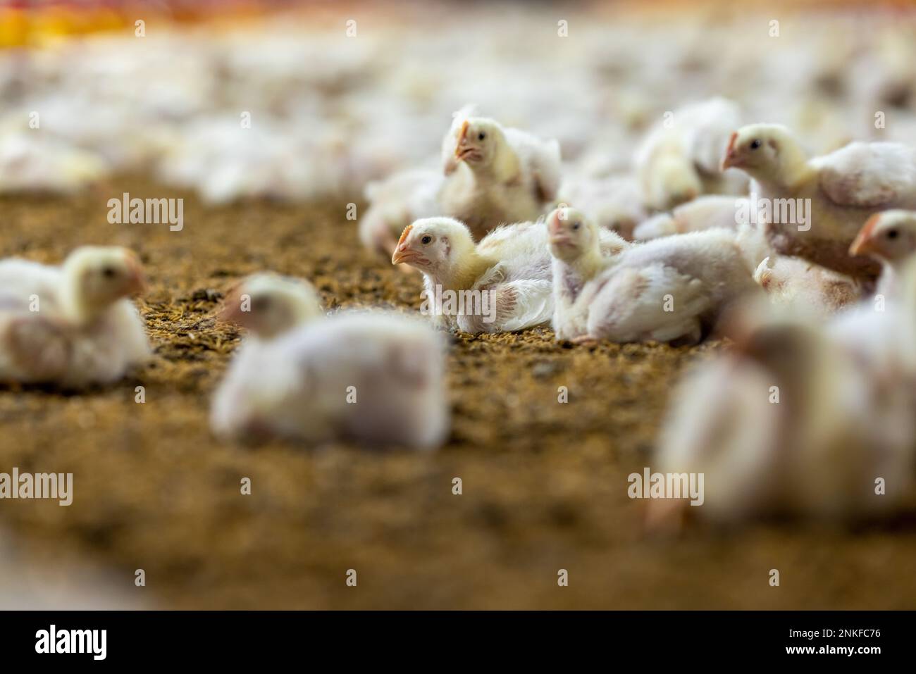 Broiler chickens poultry farm hi-res stock photography and images - Alamy