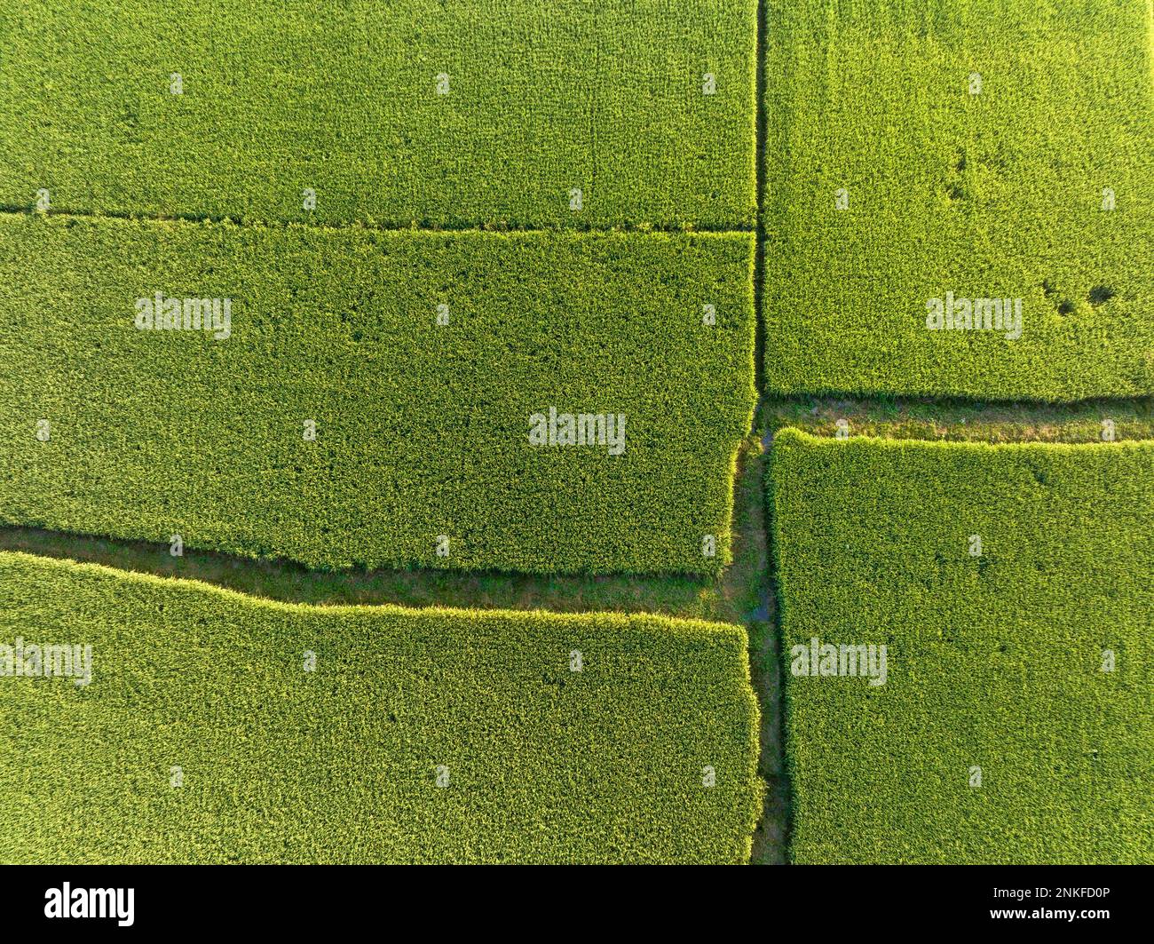 Aerial view of rice field in Thailand Stock Photo - Alamy