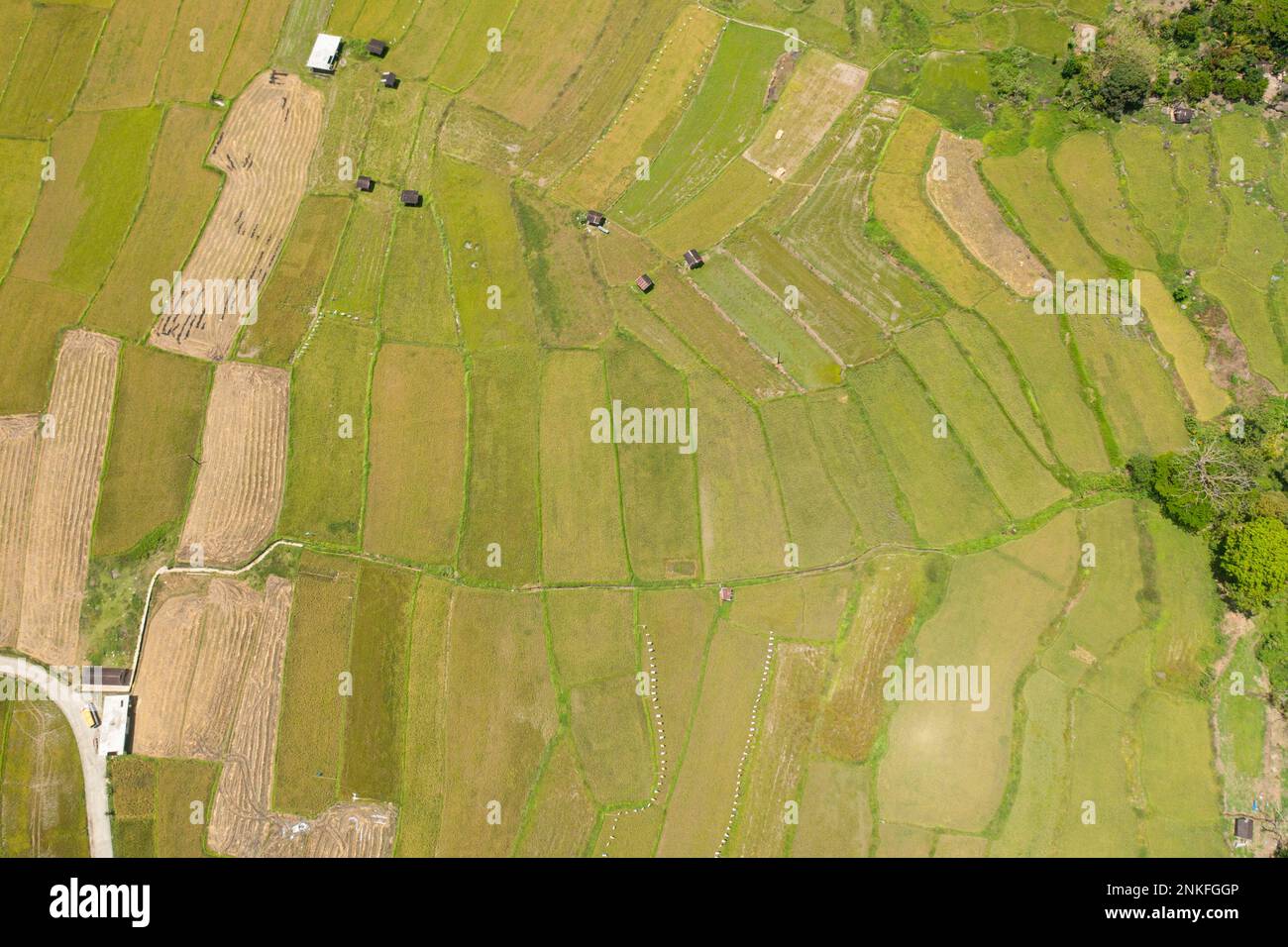 Aerial view of Agricultural landscape with rice plantations and ...