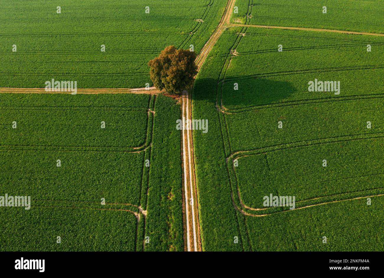 Austria, Upper Austria, Reichersberg, Drone view of single tree ...