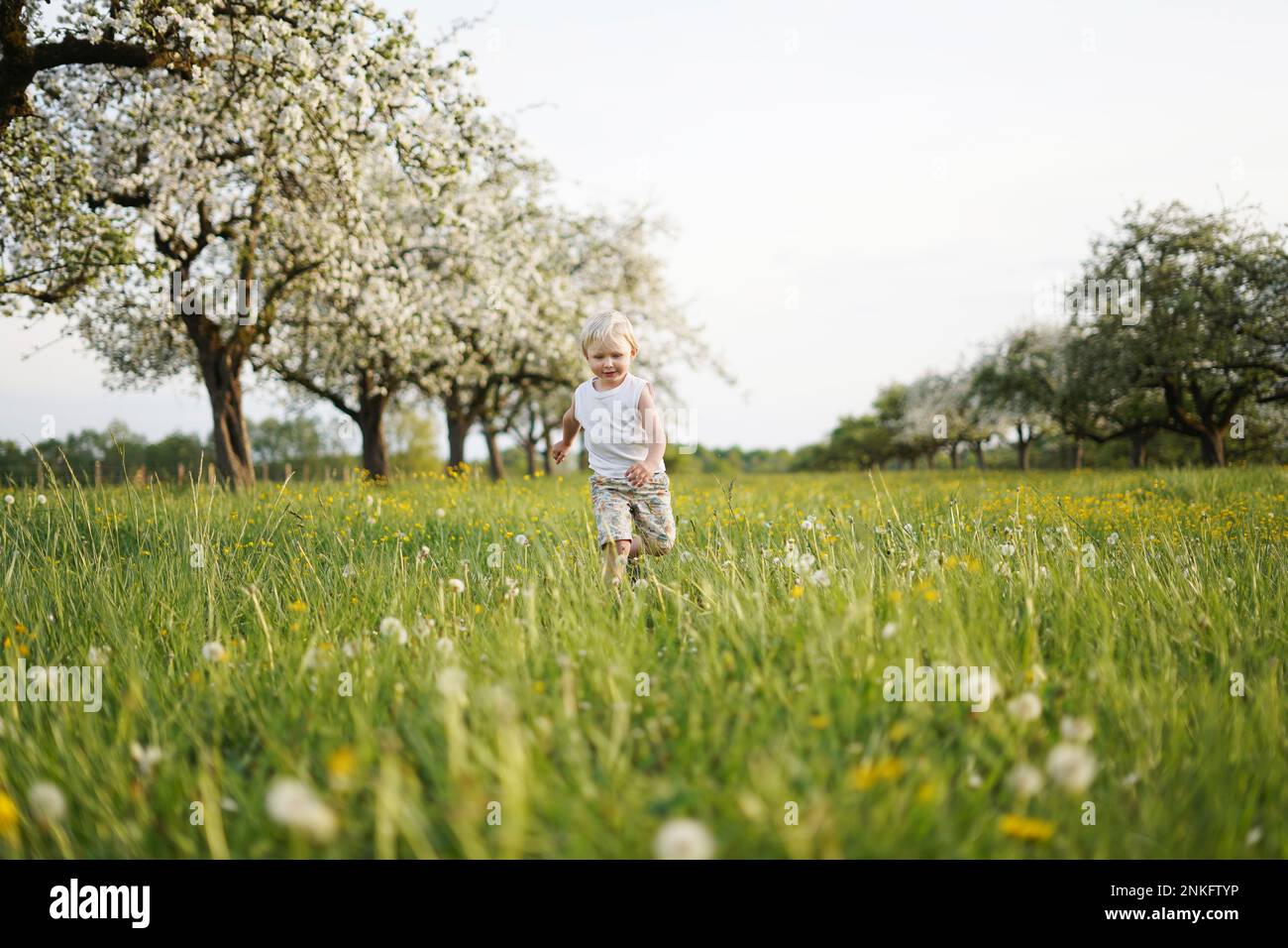 Field fruit trees on hi-res stock photography and images - Alamy