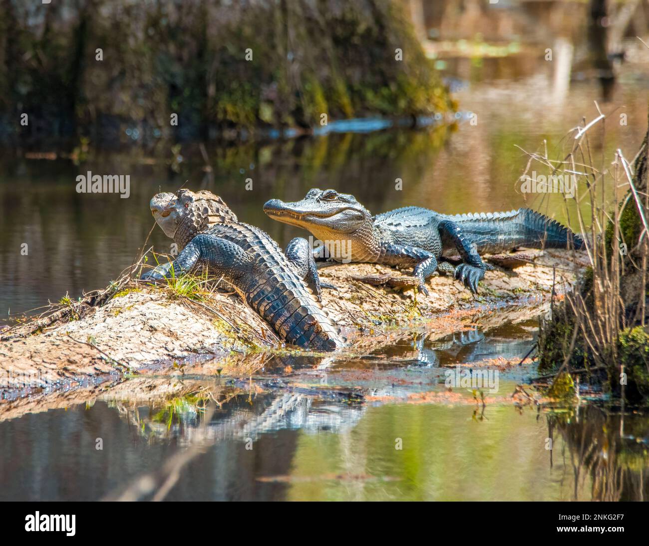 Two American Alligators basking in the sun on a log Stock Photo - Alamy