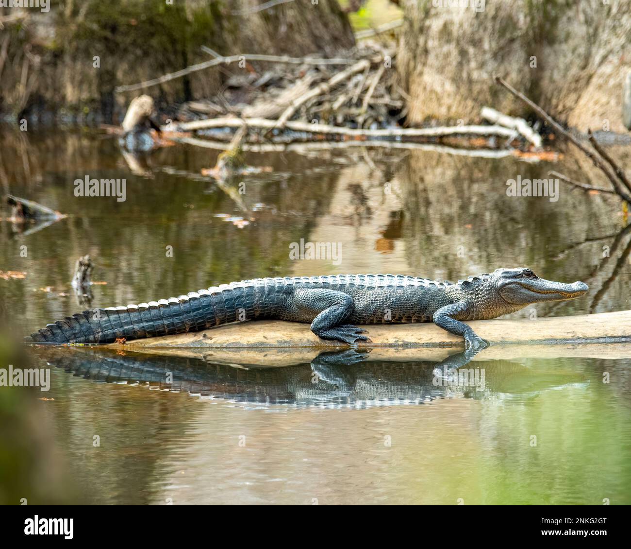 American Alligator basking in the sun on a log Stock Photo - Alamy