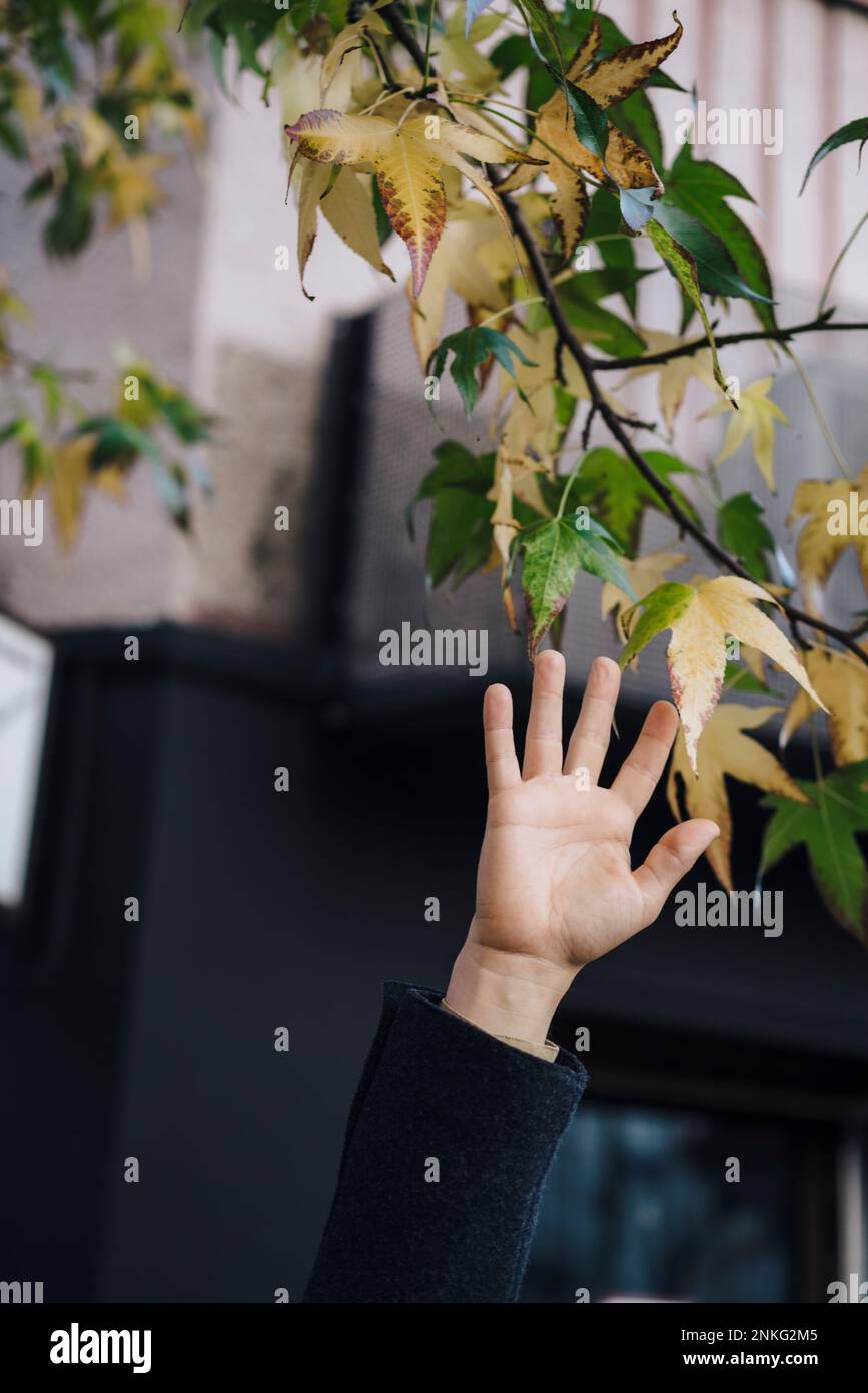 Hand of businessman touching branch Stock Photo - Alamy