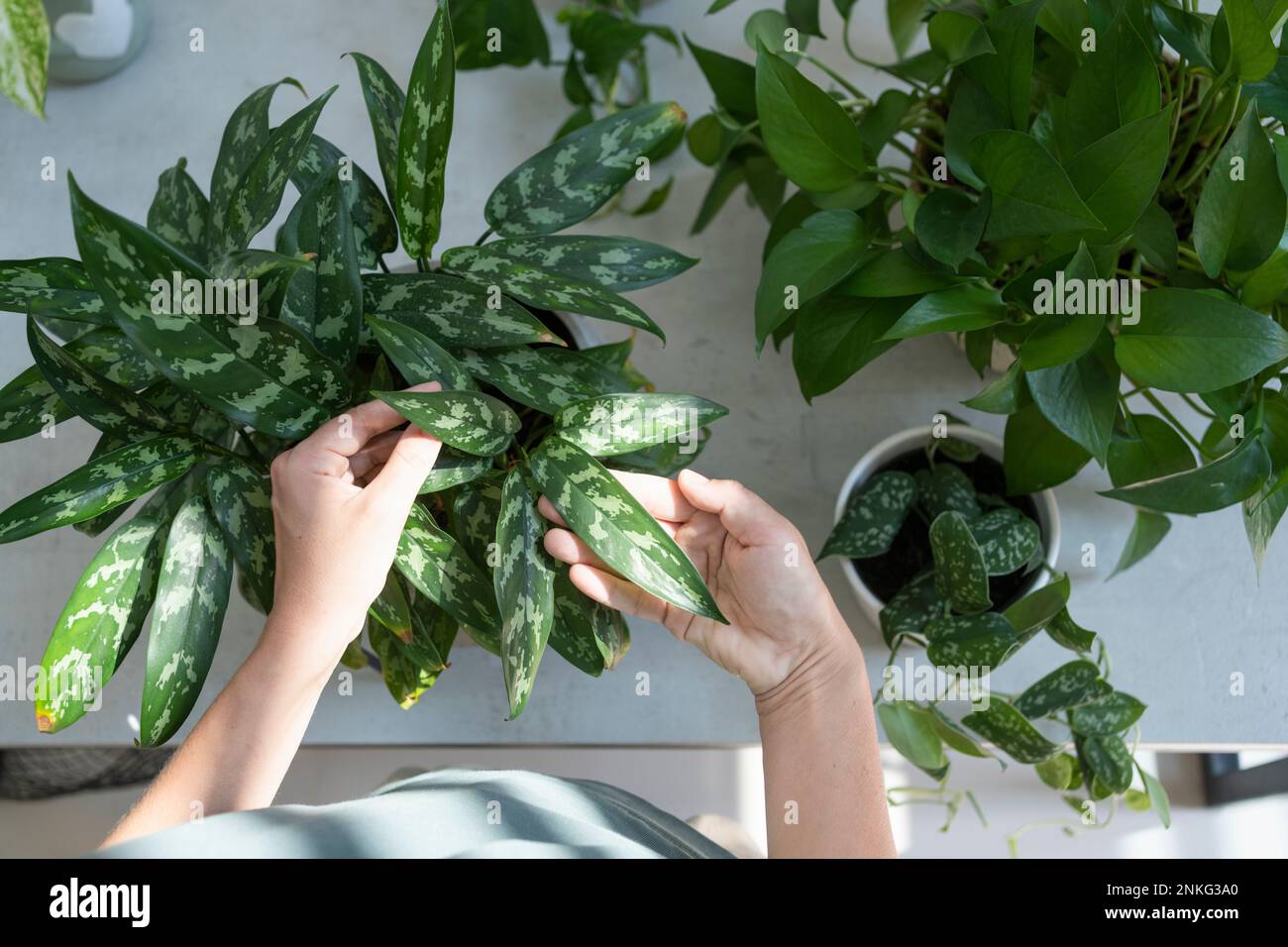 Hands of woman touching leaves taking care of plants Stock Photo - Alamy