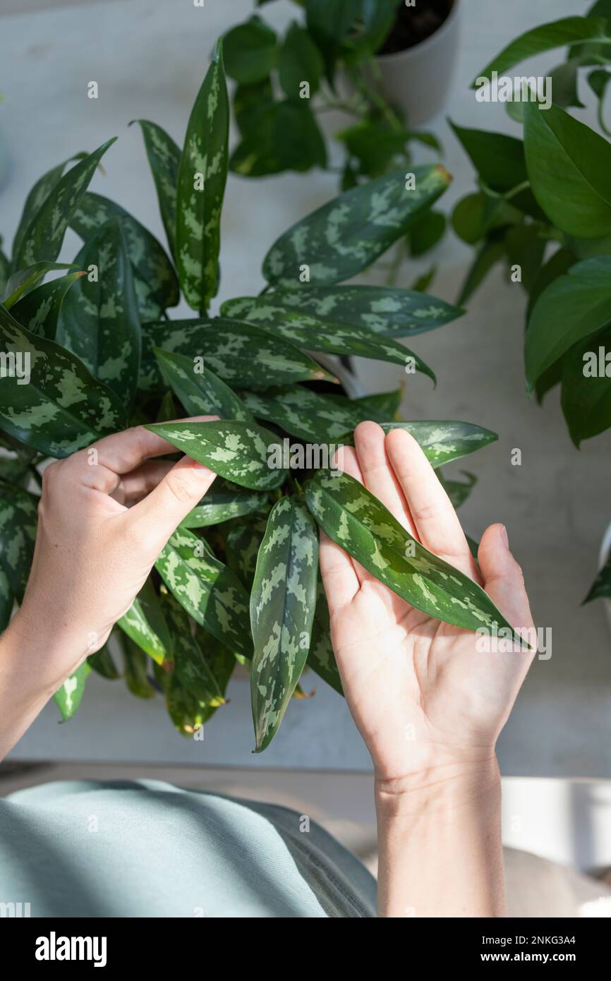Woman touching leaves taking care of plants at home Stock Photo - Alamy