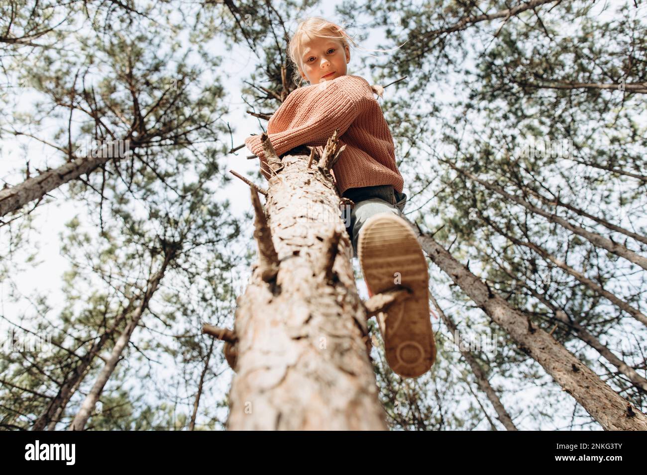 Pine tree low angle view hi-res stock photography and images - Alamy