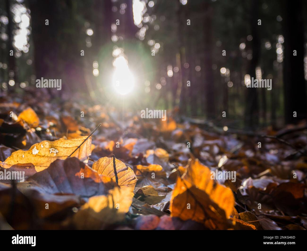 Leaves on sunset background hi-res stock photography and images - Alamy