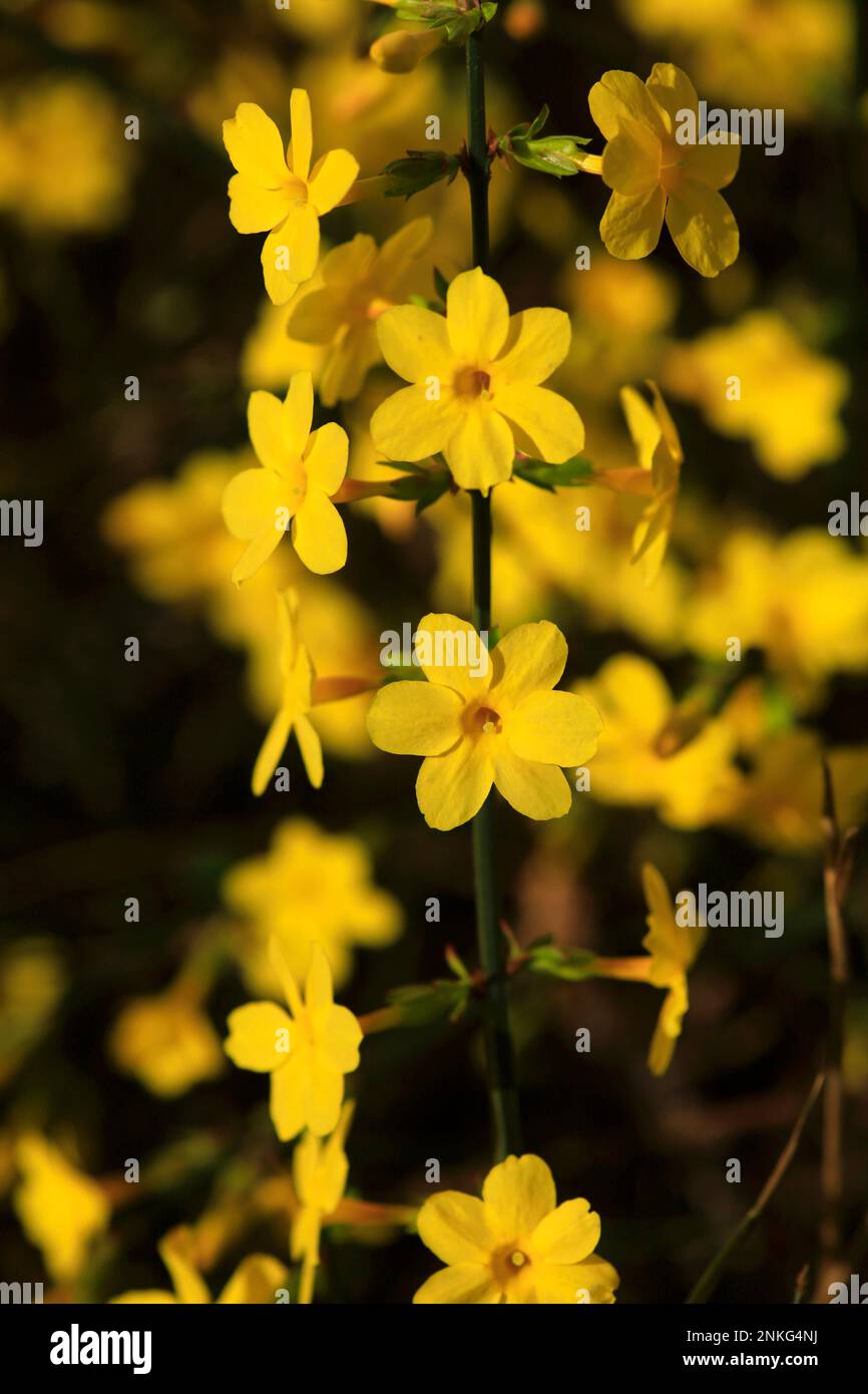Yellow blooming winter jasmine (Jasminum nudiflorum Stock Photo - Alamy